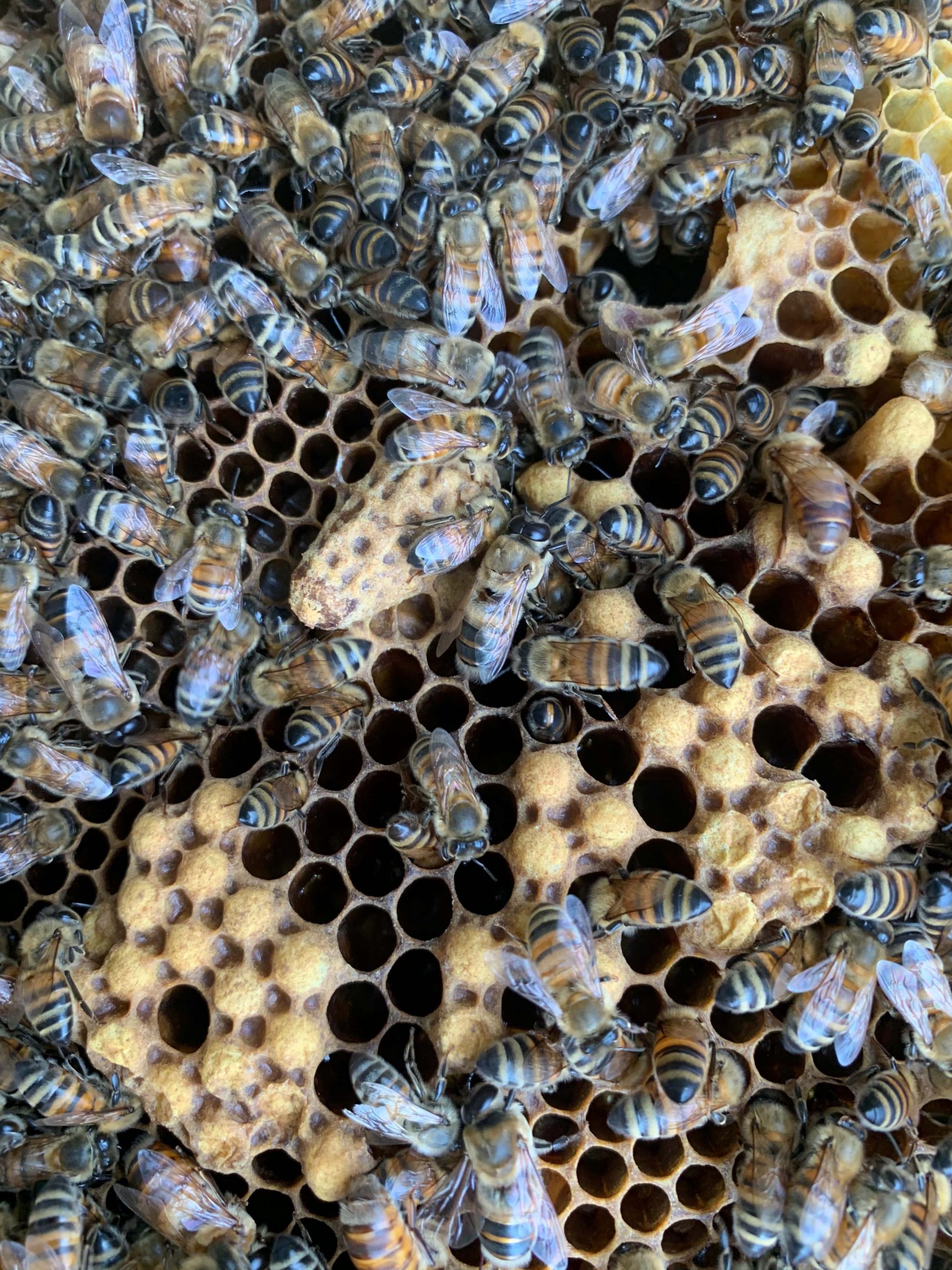 The Vital Role the Drone Plays in the Beehive - Backyard Beekeeping